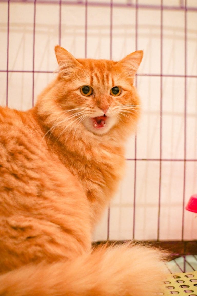 Why Is My Cat Meowing So Much? 7 Possible Reasons - PetPress