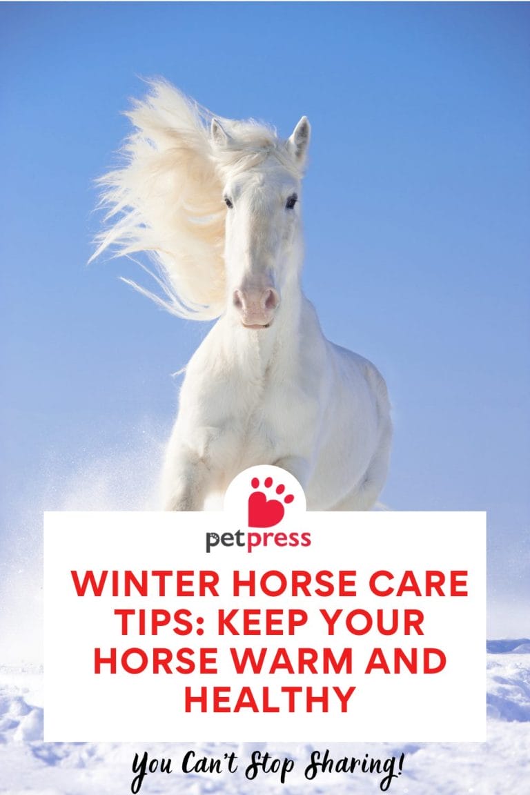 Winter Horse Care Tips: Keep Your Horse Warm and Healthy - PetPress