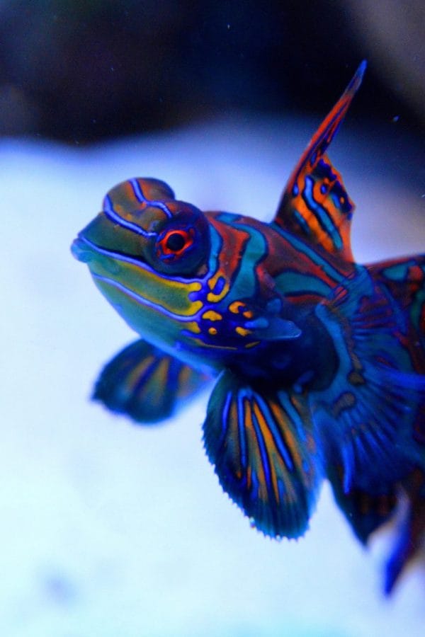 Signs Your Aquarium Fish Are Stressed: Causes, & Solutions - PetPress
