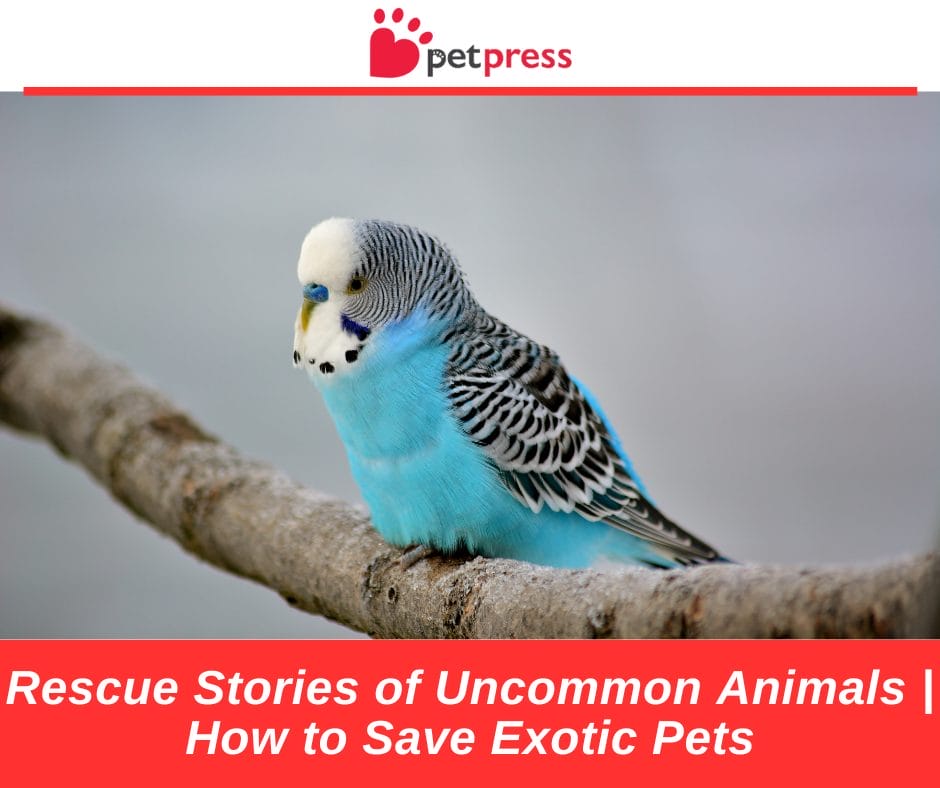 Rescue Stories of Uncommon Animals | How to Save Exotic Pets - PetPress