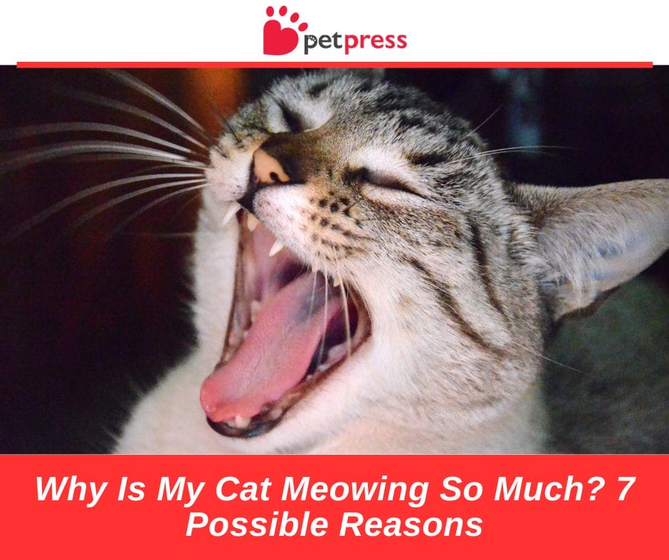 Why Is My Cat Meowing So Much? 7 Possible Reasons - PetPress