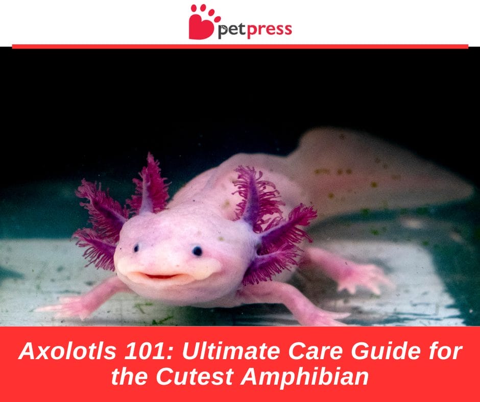 Axolotls 101: Ultimate Care Guide for the Cutest Amphibian - PetPress