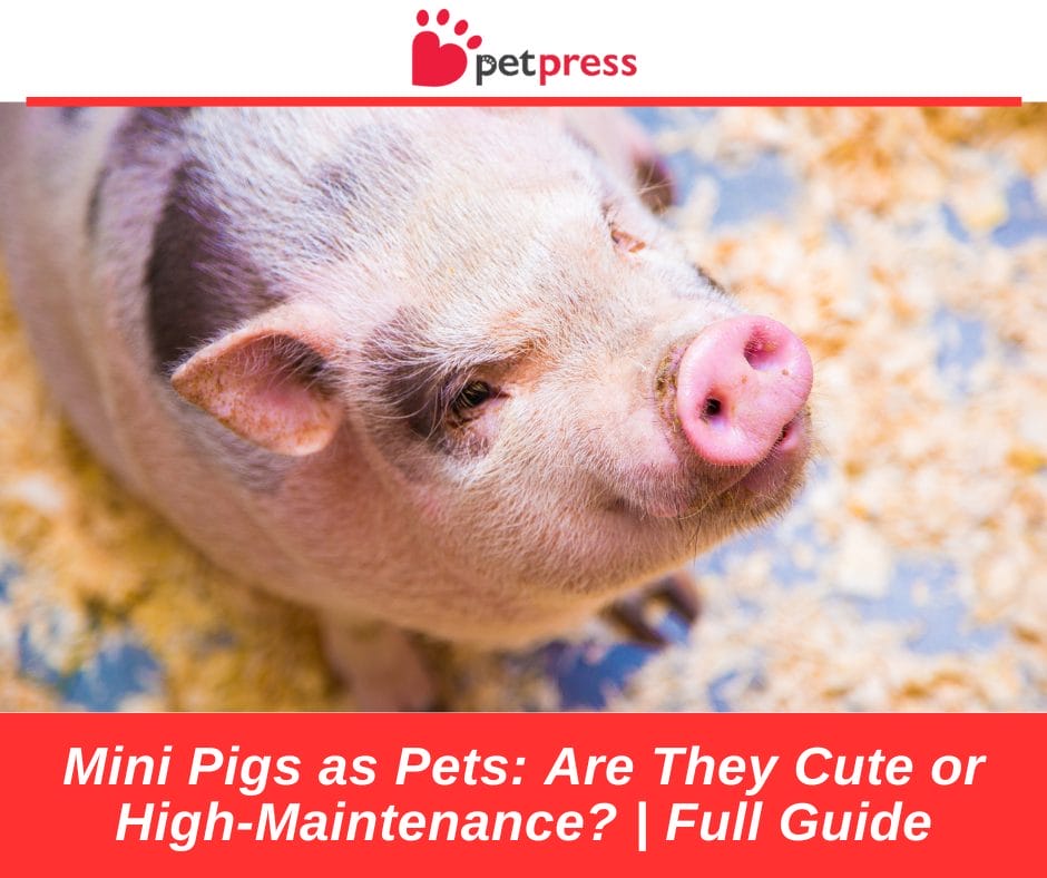 Mini Pigs as Pets: Are They Cute or High-Maintenance? | Full Guide ...