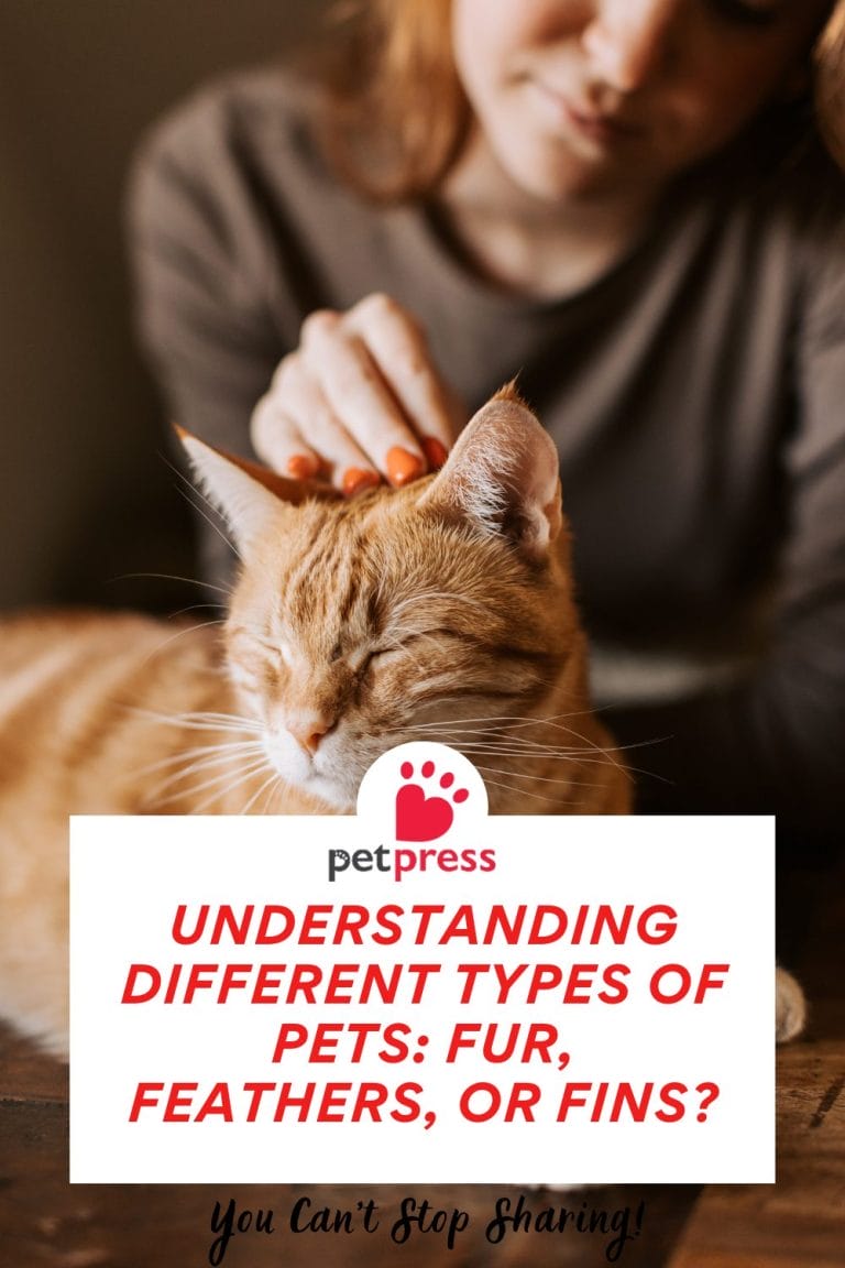Understanding Different Types of Pets: Fur, Feathers, or Fins? - PetPress