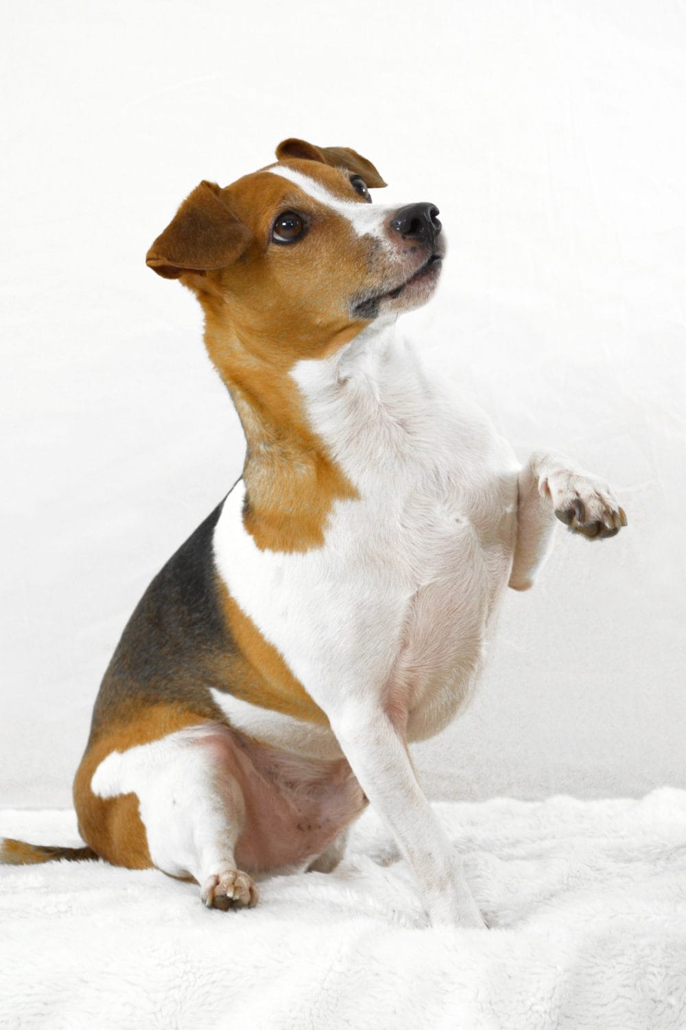 How to Teach Basic Dog Commands: Step-by-Step Dog Training Guide - PetPress