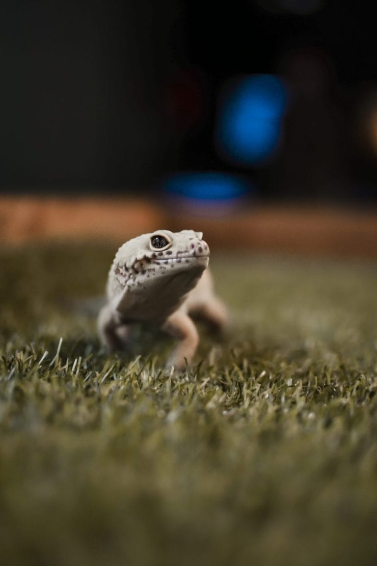 The Quiet Companions: Best Pets That Don’t Make Noise - PetPress