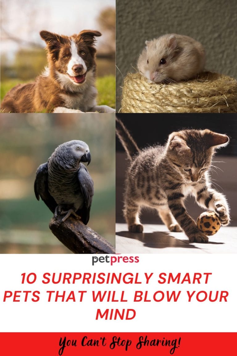 10 Surprisingly Smart Pets That Will Blow Your Mind - PetPress