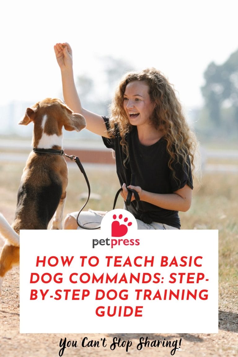 How to Teach Basic Dog Commands: Step-by-Step Dog Training Guide - PetPress