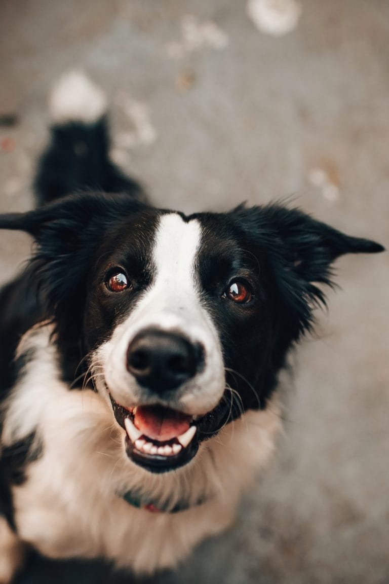 How to Teach Basic Dog Commands: Step-by-Step Dog Training Guide - PetPress