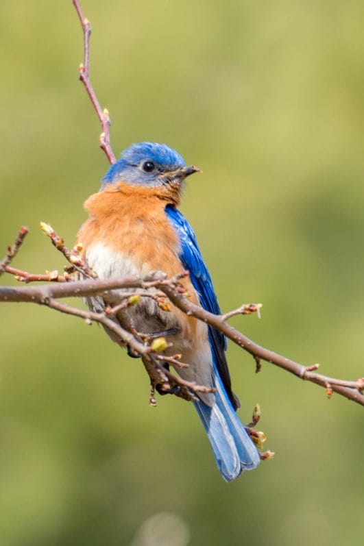 Understanding Different Types of Pets: Fur, Feathers, or Fins? - PetPress