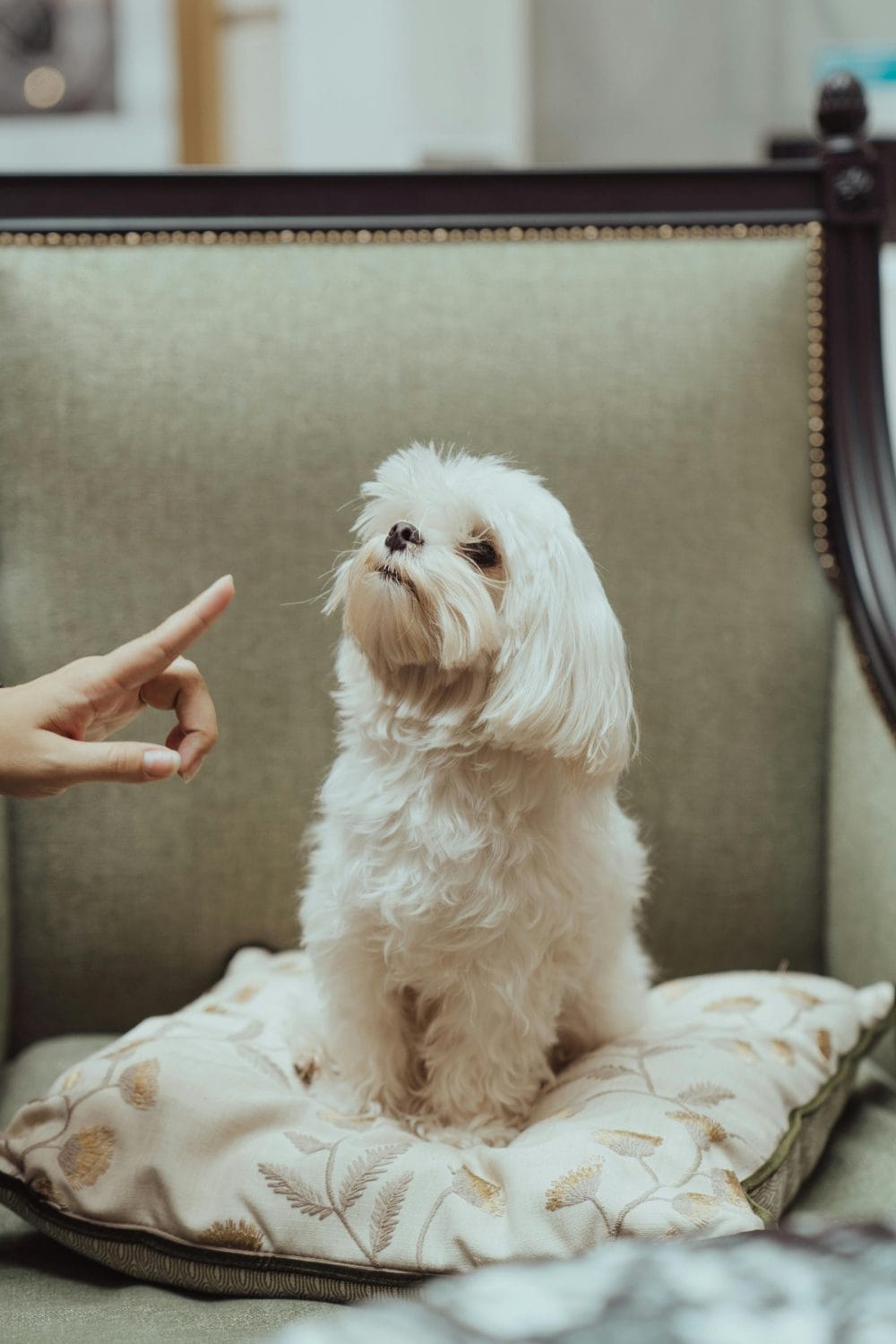 How to Teach Basic Dog Commands: Step-by-Step Dog Training Guide - PetPress