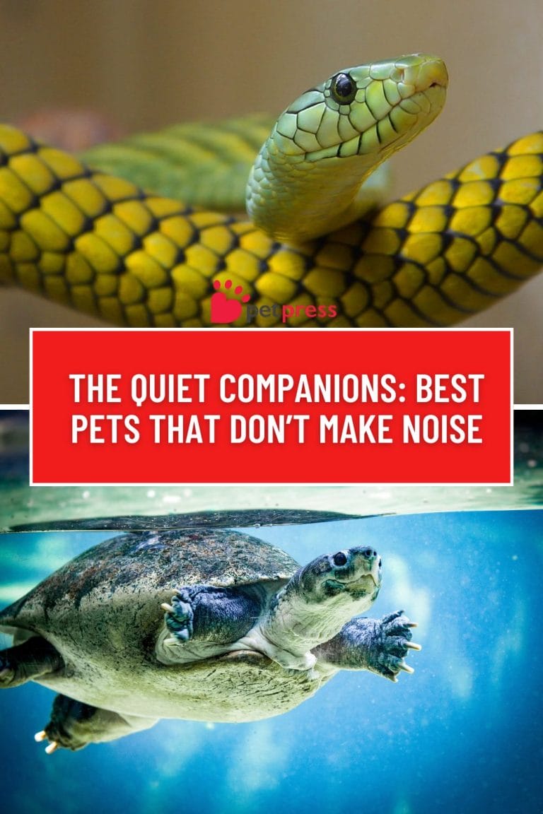 The Quiet Companions: Best Pets That Don’t Make Noise - PetPress