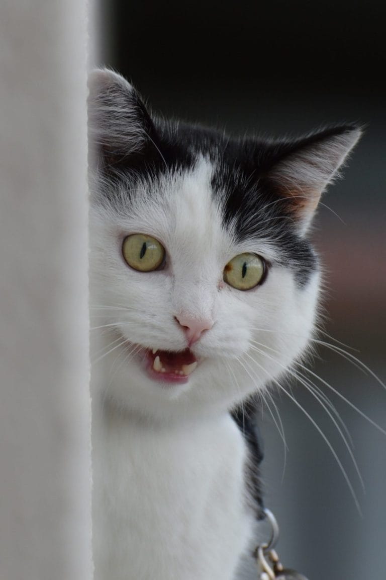 The Quiet Companions: Best Pets That Don’t Make Noise - PetPress