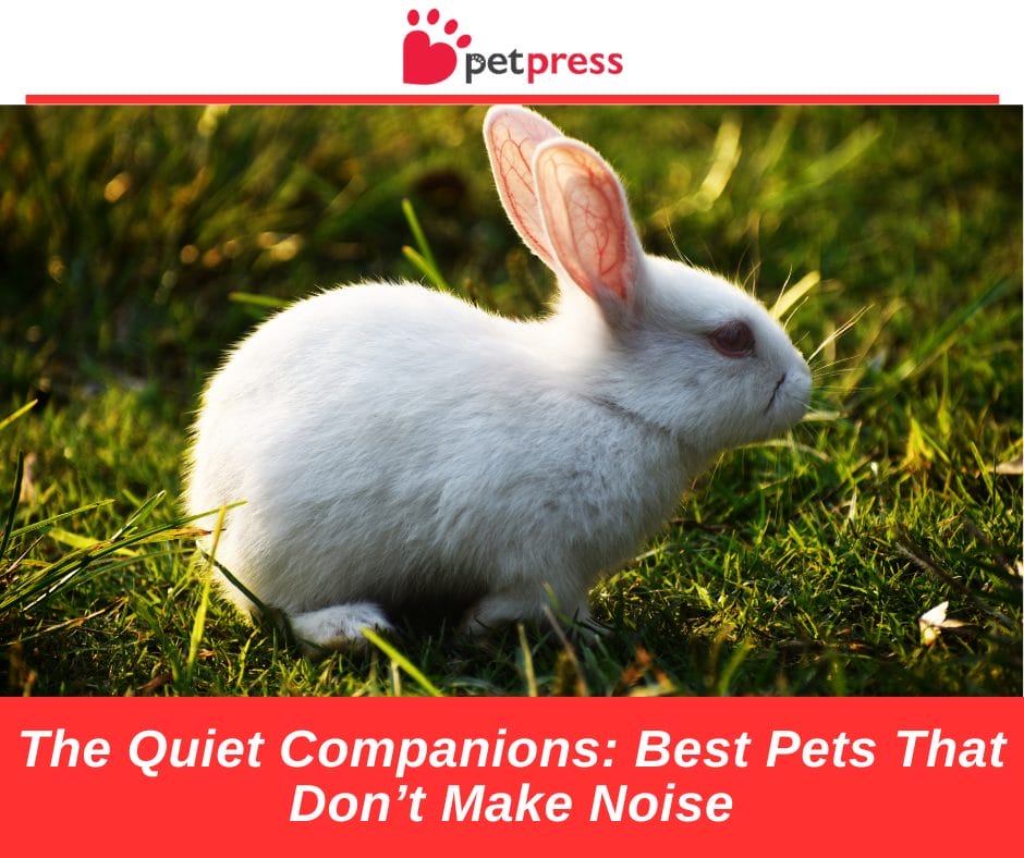 The Quiet Companions: Best Pets That Don’t Make Noise - PetPress