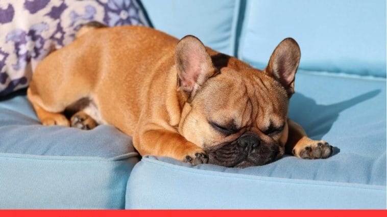 What Is a Bait Dog? Understanding the Cruel Practice