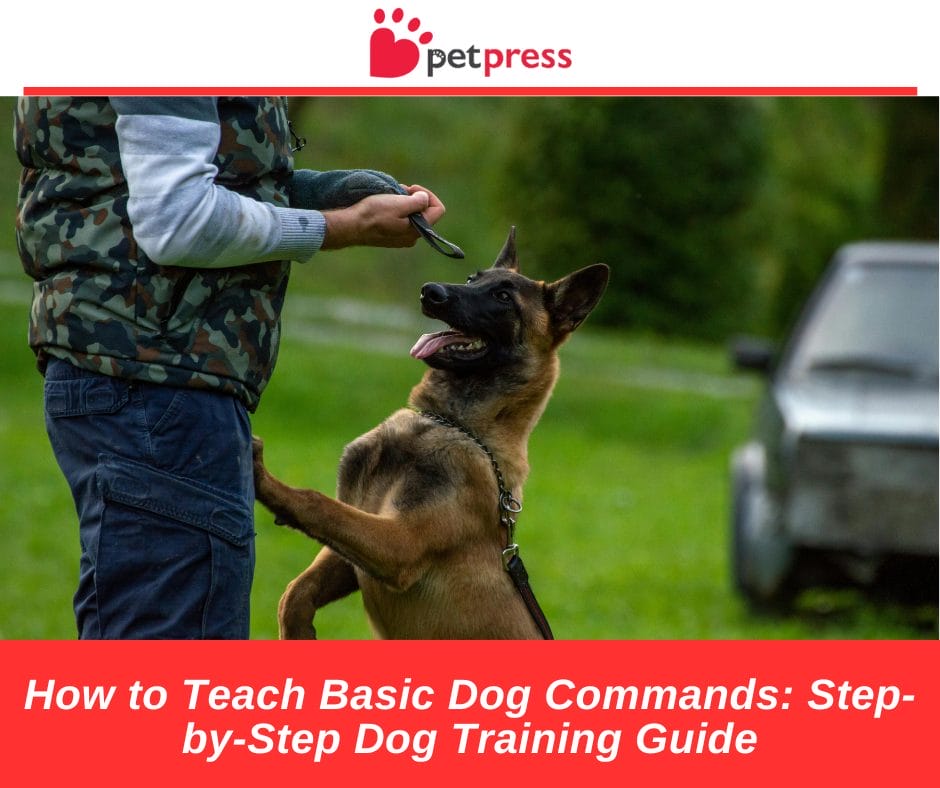 How to Teach Basic Dog Commands: Step-by-Step Dog Training Guide - PetPress