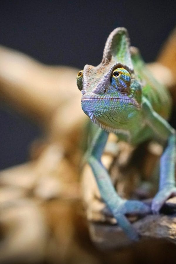 How to Set Up a Bioactive Enclosure for Your Pet Lizard - PetPress