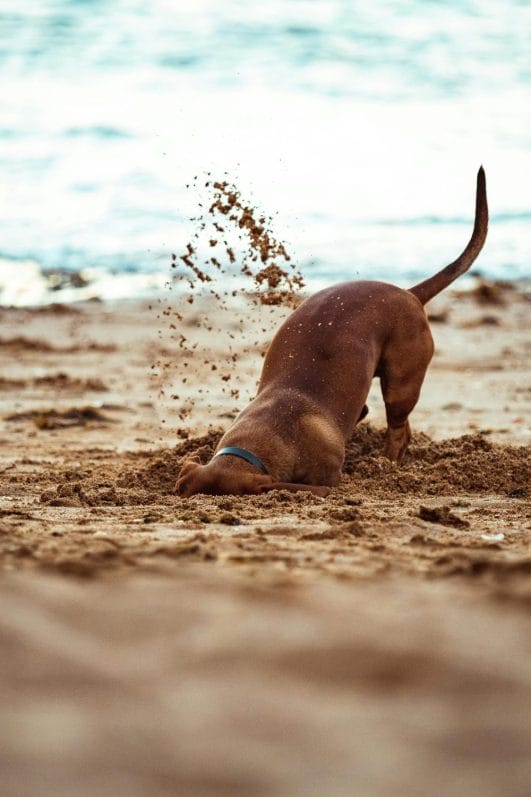 Why Do Dogs Dig? Understanding This Natural Dog Behavior - PetPress