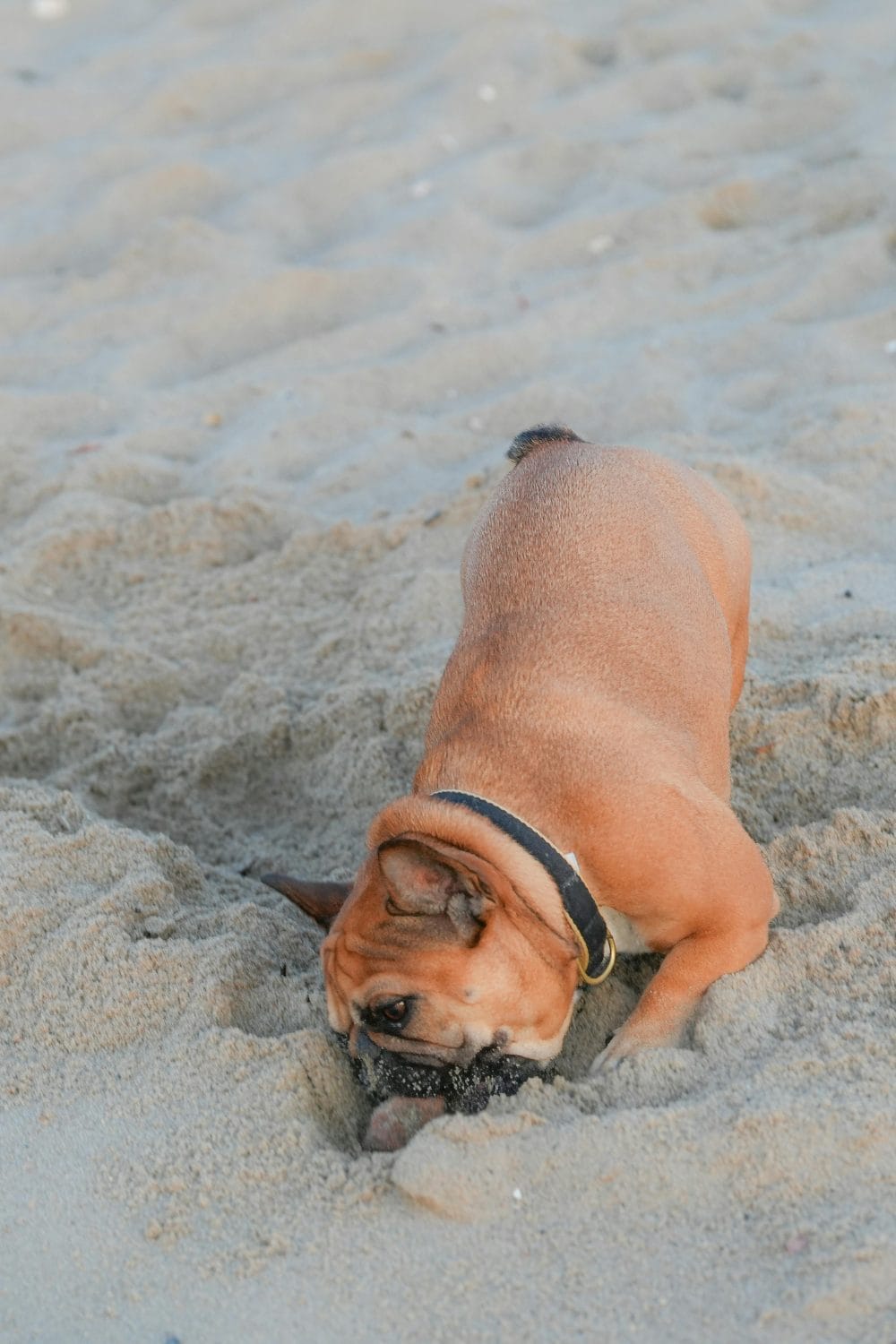 Why Do Dogs Dig? Understanding This Natural Dog Behavior - PetPress