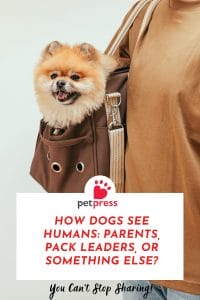 How Dogs See Humans: Parents, Pack Leaders, or Something Else? - PetPress