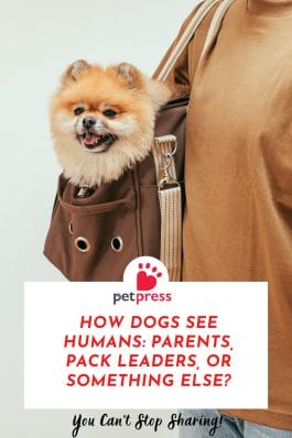 How Dogs See Humans: Parents, Pack Leaders, or Something Else? - PetPress