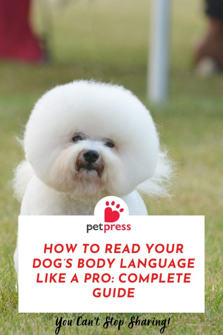 How to Read Your Dog’s Body Language Like a Pro: Complete Guide - PetPress