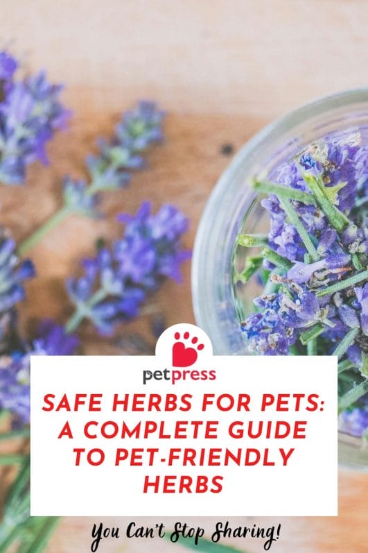 Safe Herbs for Pets: A Complete Guide to Pet-Friendly Herbs - PetPress
