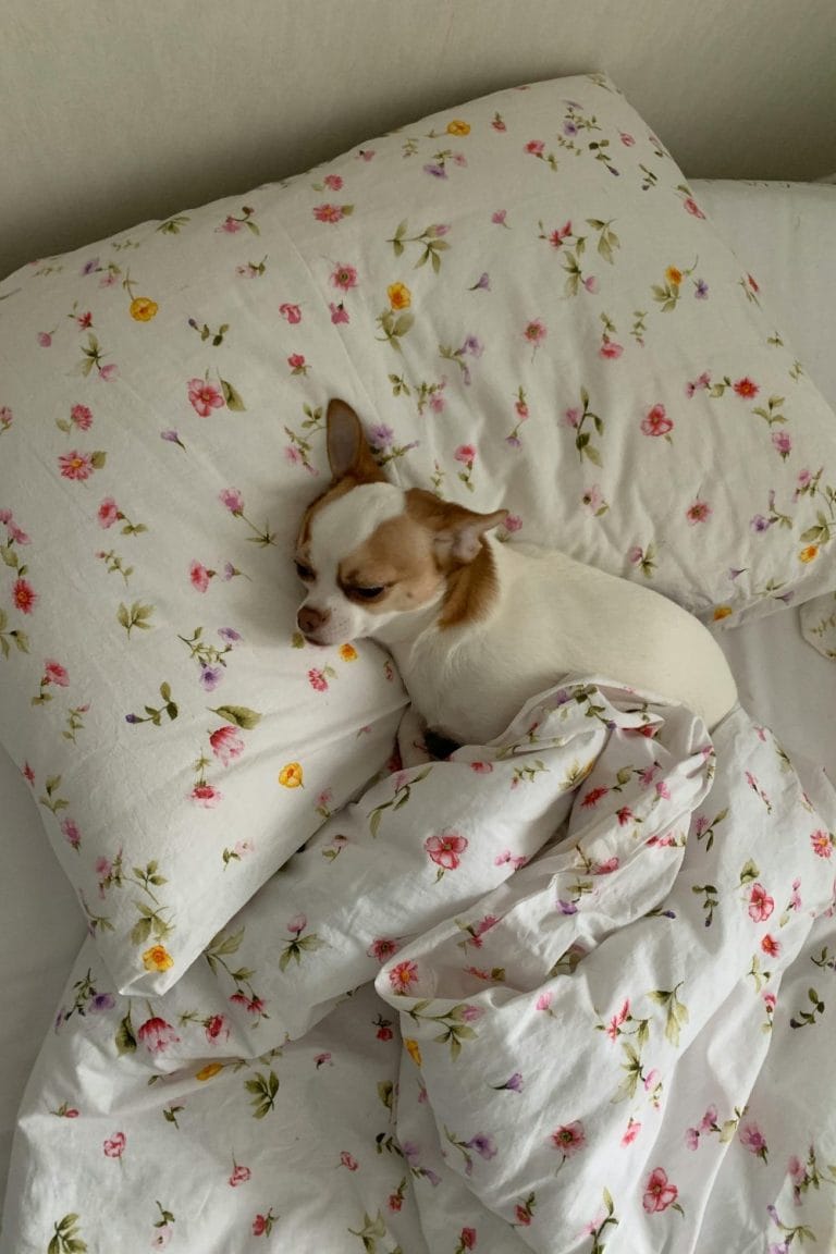 Dog’s Sleeping Position Says About Them: Understanding A Dog Better ...