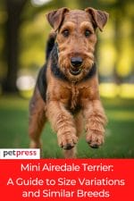 Mini Airedale Terrier: A Guide to Size Variations and Similar Breeds