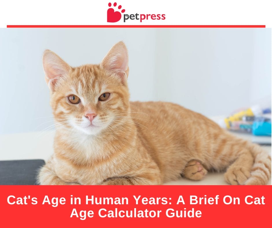 Cat's Age in Human Years | A Brief On Cat Age Calculator Guide - PetPress