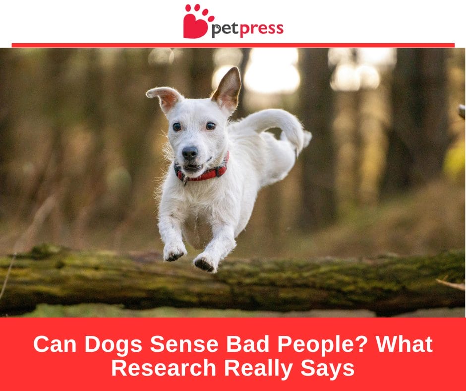 Can Dogs Sense Bad People? What Research Really Says - PetPress