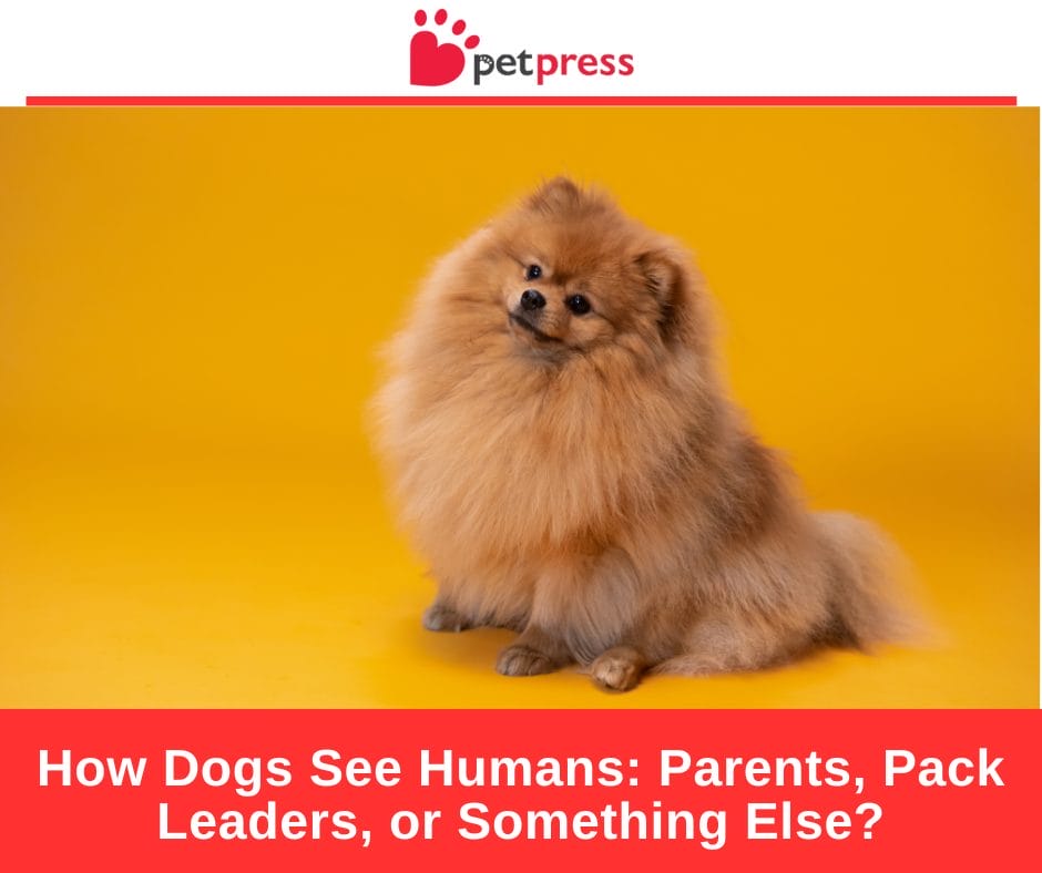 How Dogs See Humans: Parents, Pack Leaders, or Something Else? - PetPress