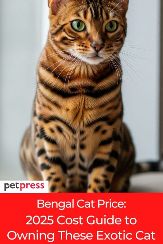 Bengal Cat Price: 2025 Cost Guide to Owning These Exotic Cat