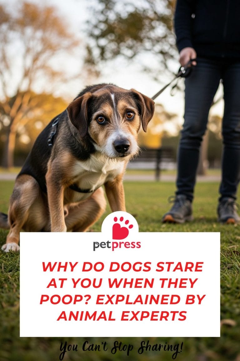 Why Do Dogs Stare at You When They Poop? Explained by Animal Experts ...