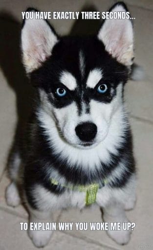 angry dog waking meme - PetPress