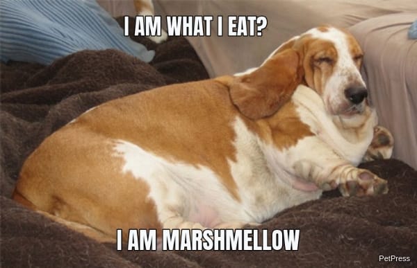 awesome fat dog meme - PetPress