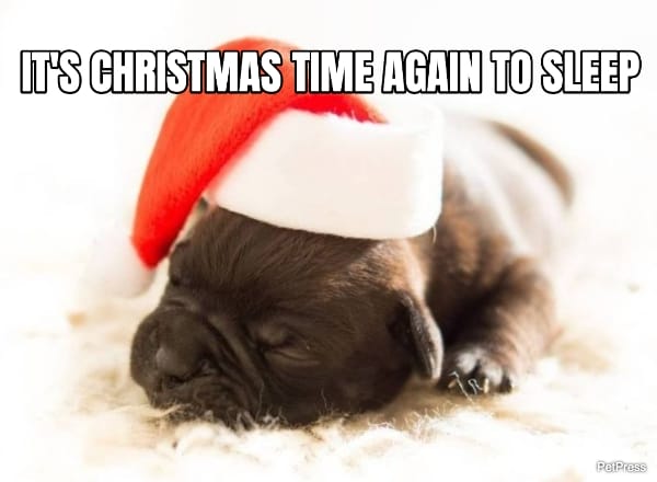 20+ Best Christmas Dog Memes The Internet Has EVER Seen