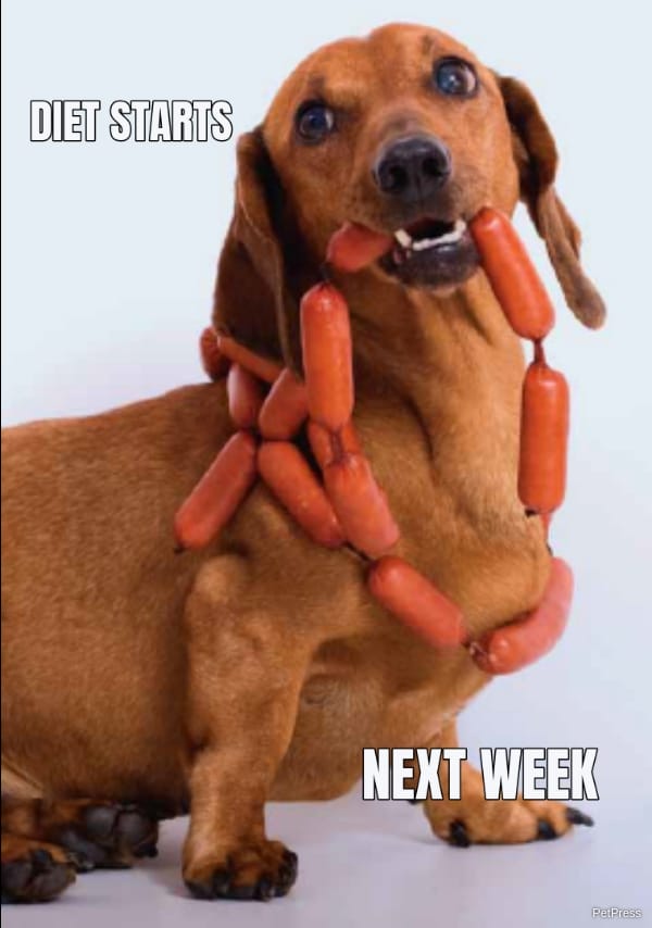 Dog eat sausage - PetPress