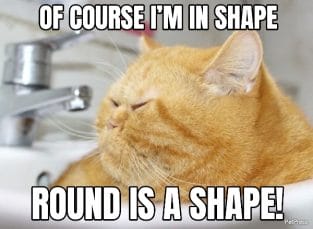 round shape fat cat meme - PetPress