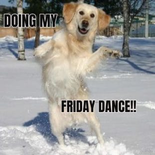 Golden retriever friday dance - PetPress