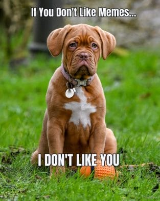 If you don't like memes? angry mastiff meme - PetPress