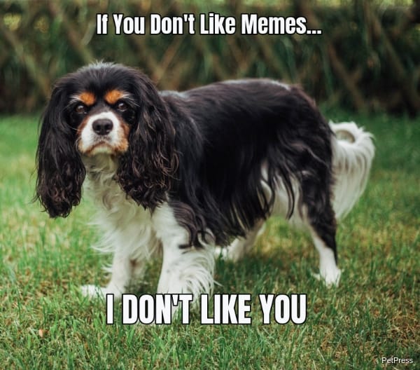 if you don't like memes? cavalier king meme angry - PetPress