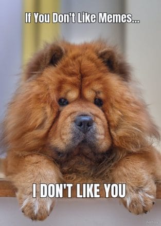 if you don't like memes? chow chow meme angry - PetPress