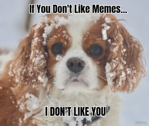 if you don't like memes? cocker spaniel meme angry - PetPress
