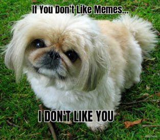 if you don't like memes? pekingese meme angry - PetPress