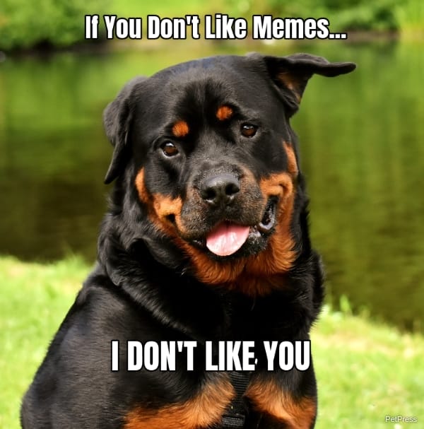 if you don't like memes? rottweiler meme angry - PetPress