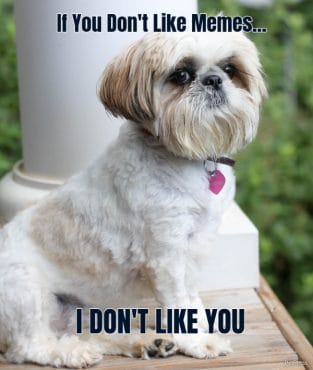 If you don't like memes? shih tzu meme angry - PetPress