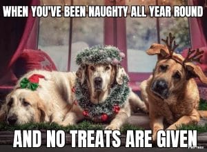 20+ Best Christmas Dog Memes The Internet Has EVER Seen