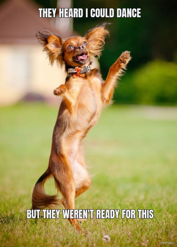 surprised dog dance meme - PetPress