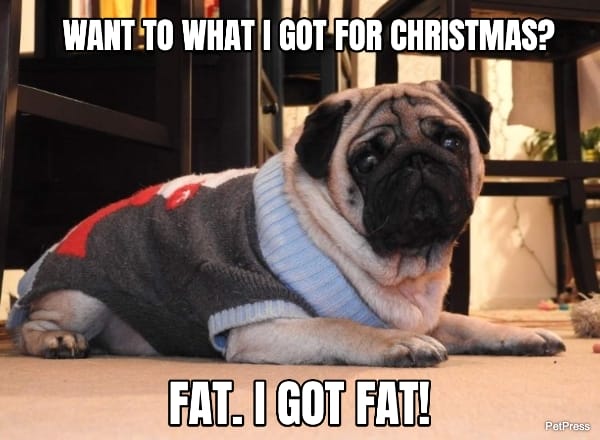 fat pug christmas meme | petpress - PetPress